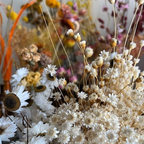 5 Popular Dried Stems | Preserved Flowers & The English Garden