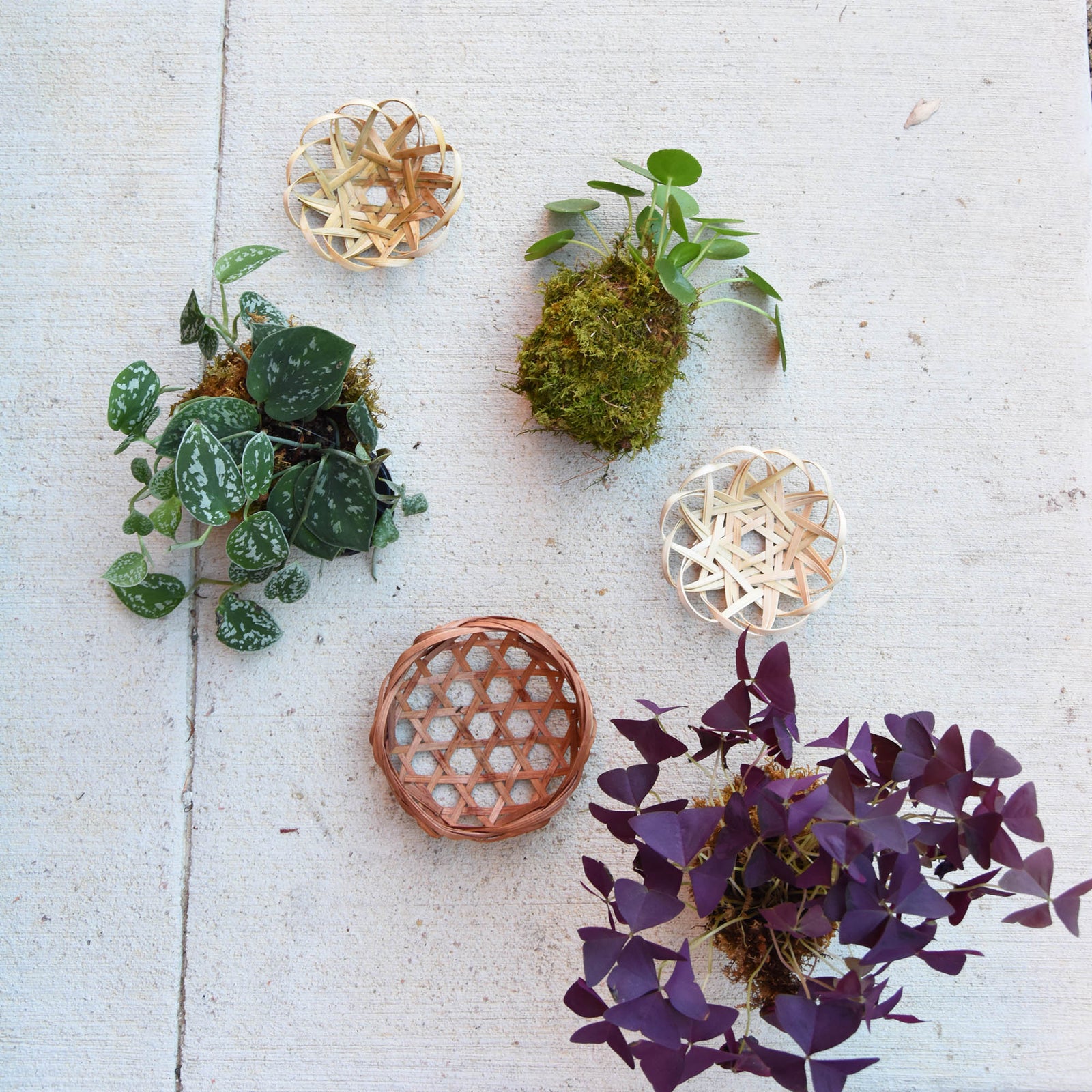 How to Care for a Kokedama Plant | The English Garden